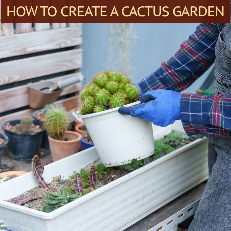 How To Create a Cactus Garden: Design and Planting Tips - Patio & Pizza ...